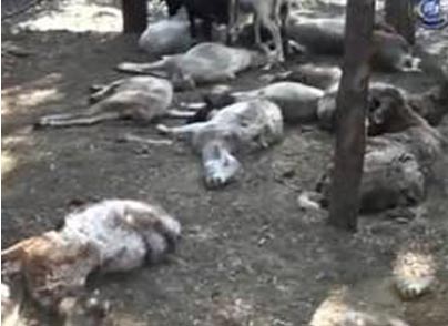 The Legend of the Fearsome Chupacabra in Puerto Rico | Ancient Origins