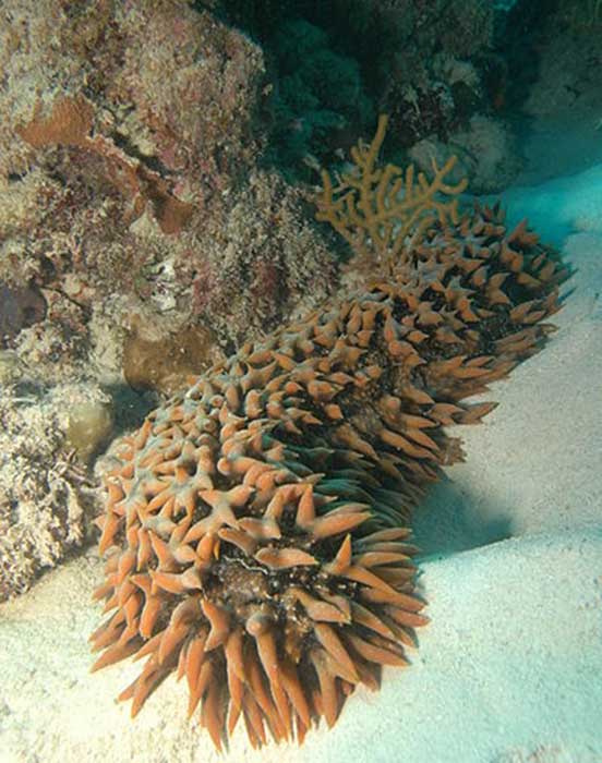 'Cthulhu' Fossil Reconstruction Reveals Monstrous Relative of Modern ...