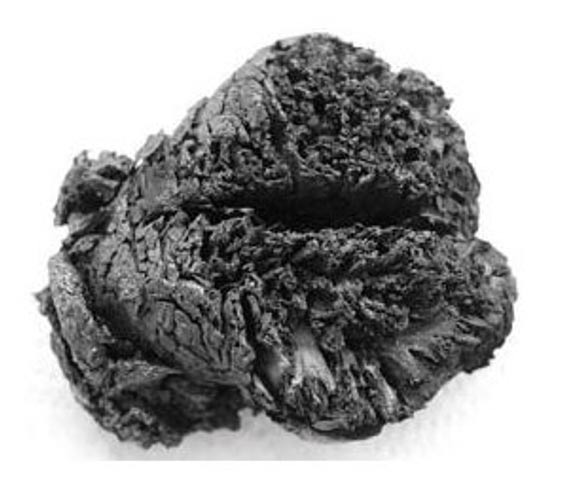 Decapitated Skull Holds Remarkable Find - Oldest Preserved Brain in ...