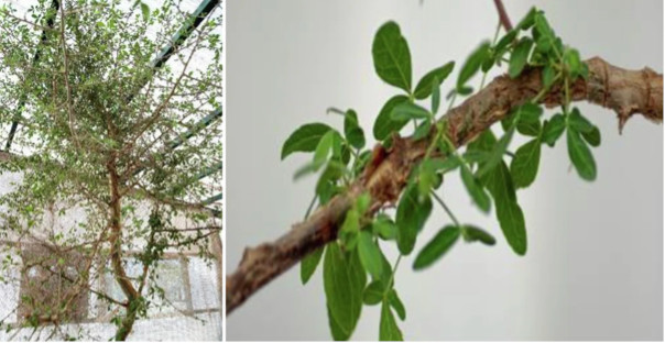 ‘Biblical’ Tree Resurrected From 1,000-Year-Old Mystery Seed Found in ...