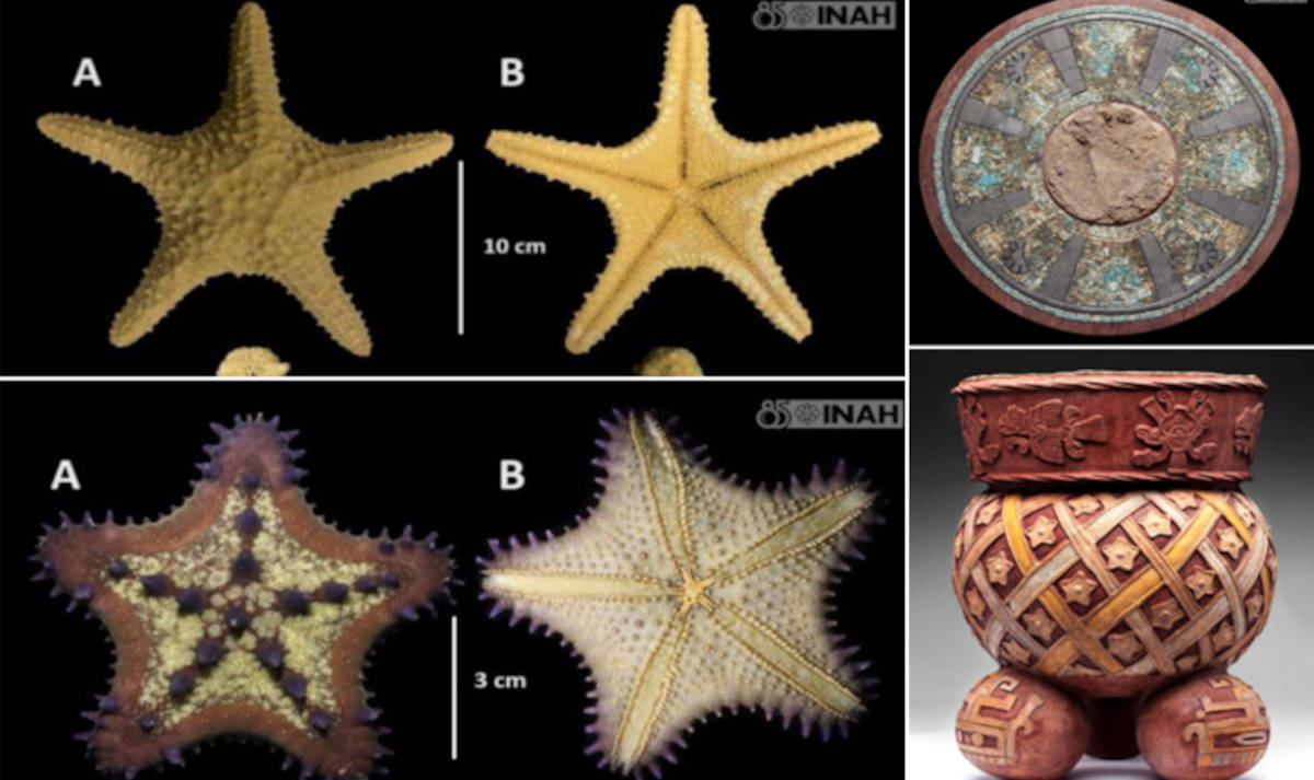Toltec Starfish Deposit at Tula Reveals Deep Cosmic and Ocean Ties ...