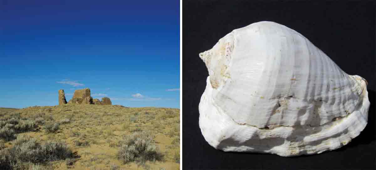 Ancient Chacoan Settlements Used Conch-Shell Trumpets to Keep in Touch ...