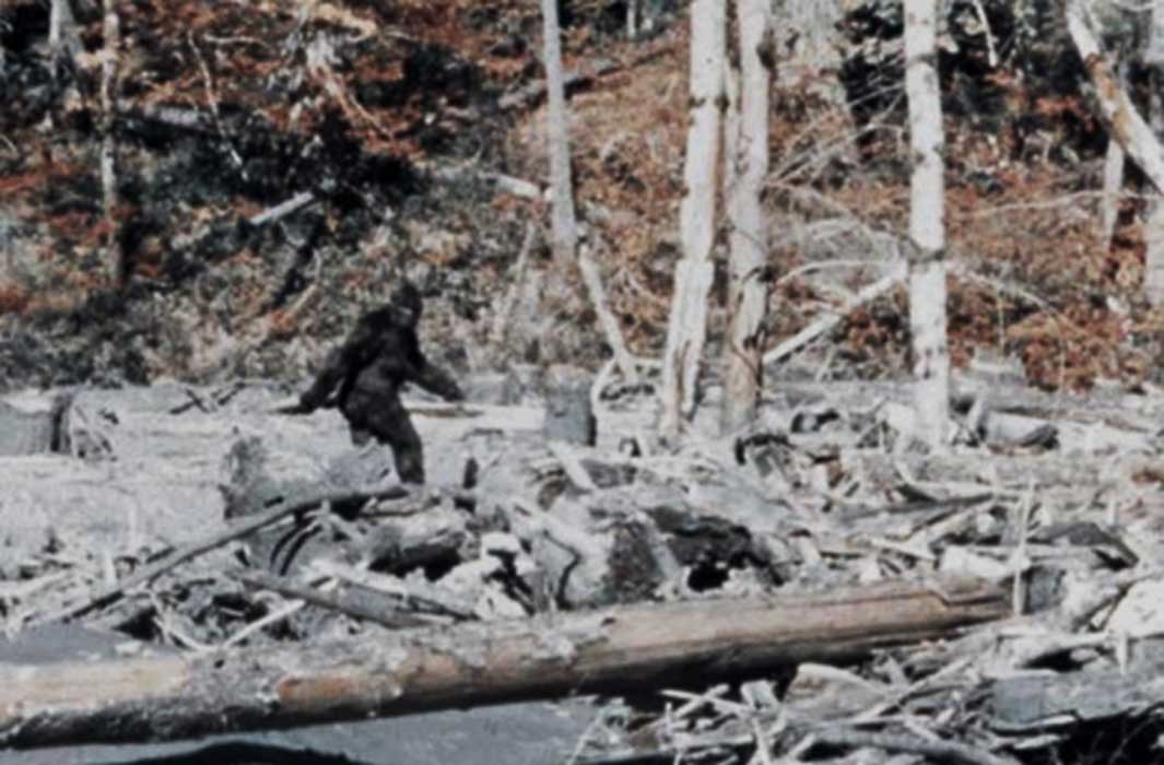 Why the Patterson-Gimlin Bigfoot Film Should Concern Scholars of Human ... Why the Patterson-Gimlin Bigfoot Film Should Concern Scholars of Human ...