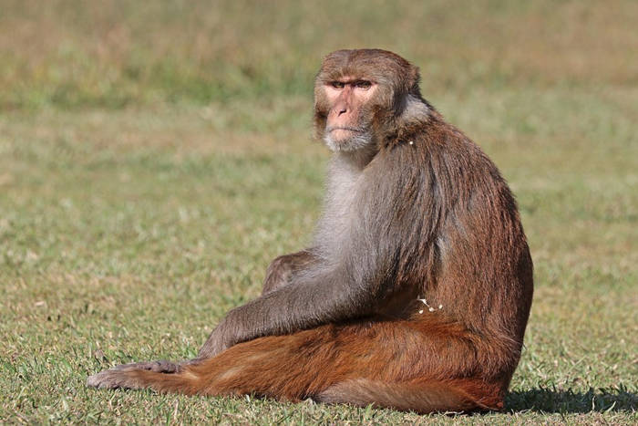 Roman Officers Kept Pet Monkeys, Who Also Had Pets! | Ancient Origins