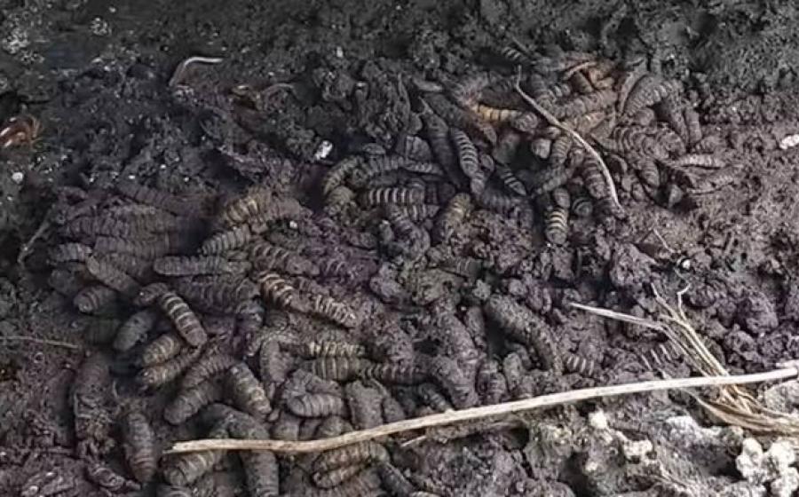 foods | Ancient Origins