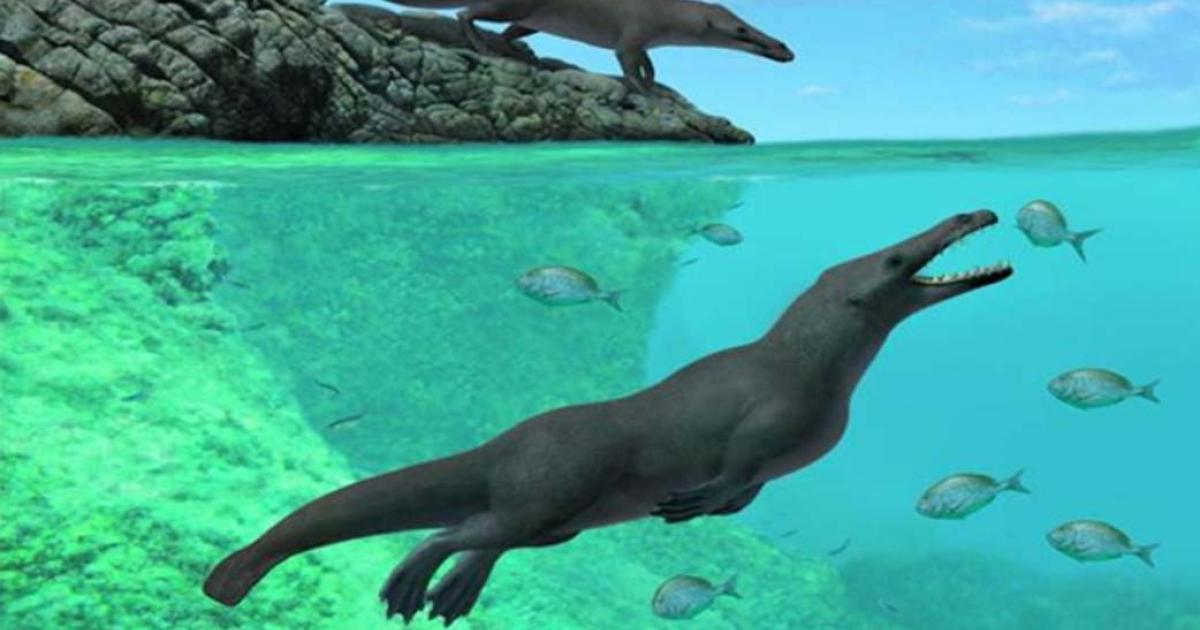 Ancient Whale with Four Legs Found Along the Coast of Peru | Ancient ...