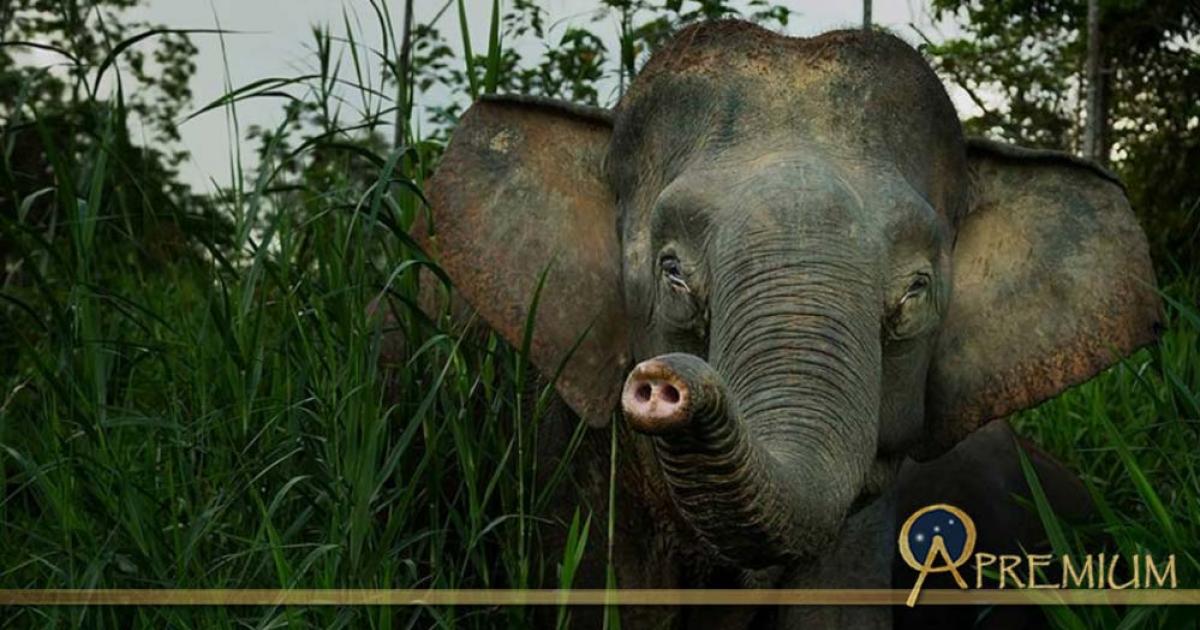 The Enigma of the Origins of the Borneo Elephants | Ancient Origins