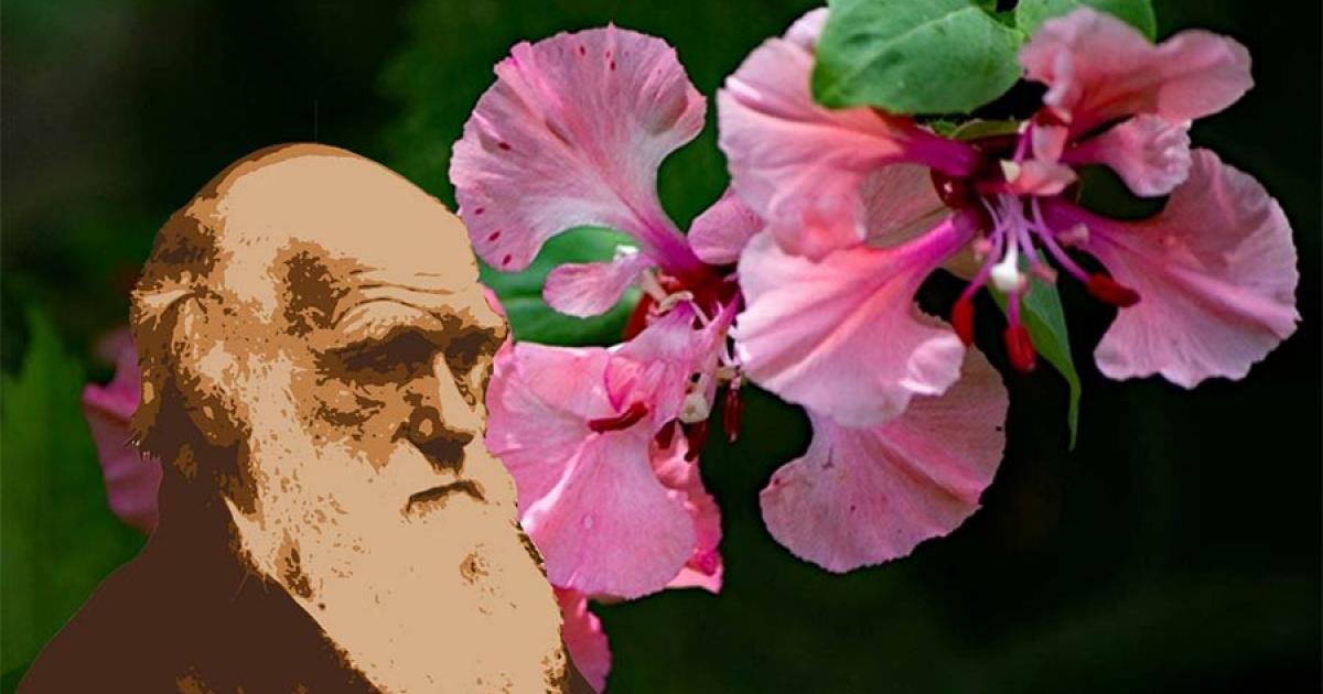 New Study Solves Flower Mystery that Baffled Charles Darwin | Ancient ...