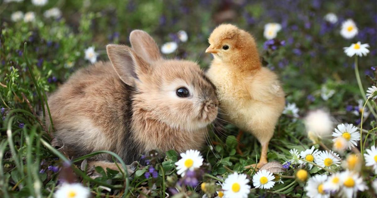 Curious Reverence of the Chicken and the Hare by Iron Age Brits ...