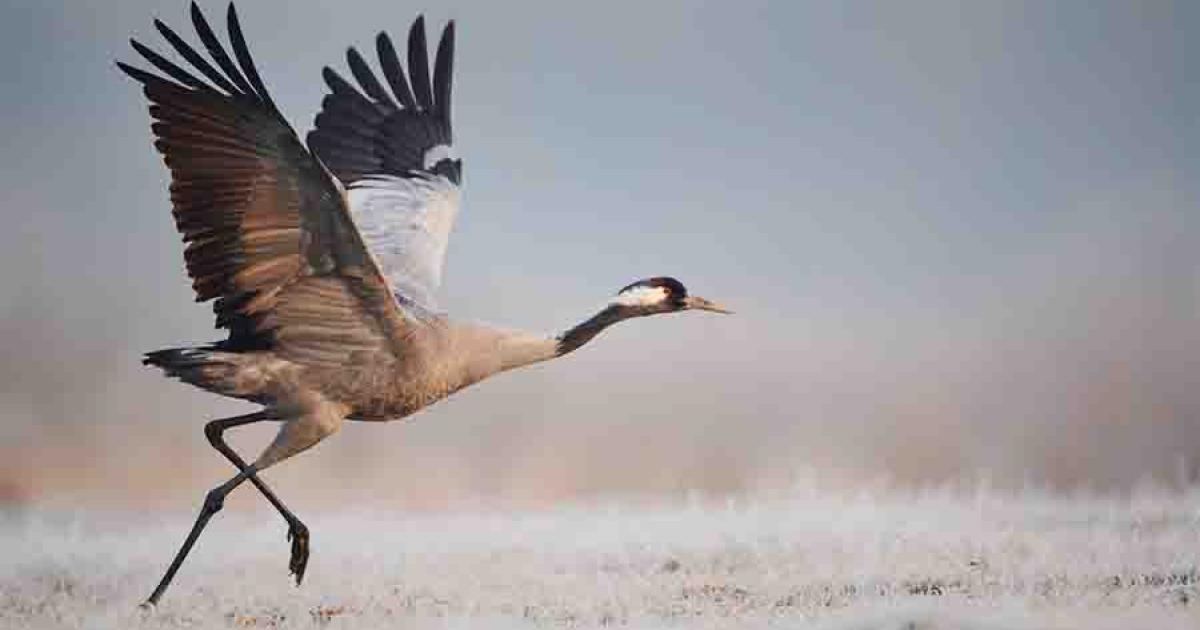 Giant Cranes Immortalized in Folklore Back In Ireland After 300 Years ...