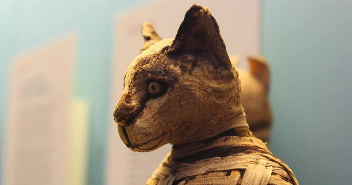 Cat Mummies Were a Big Thing in Ancient Egypt (Video) | Ancient Origins