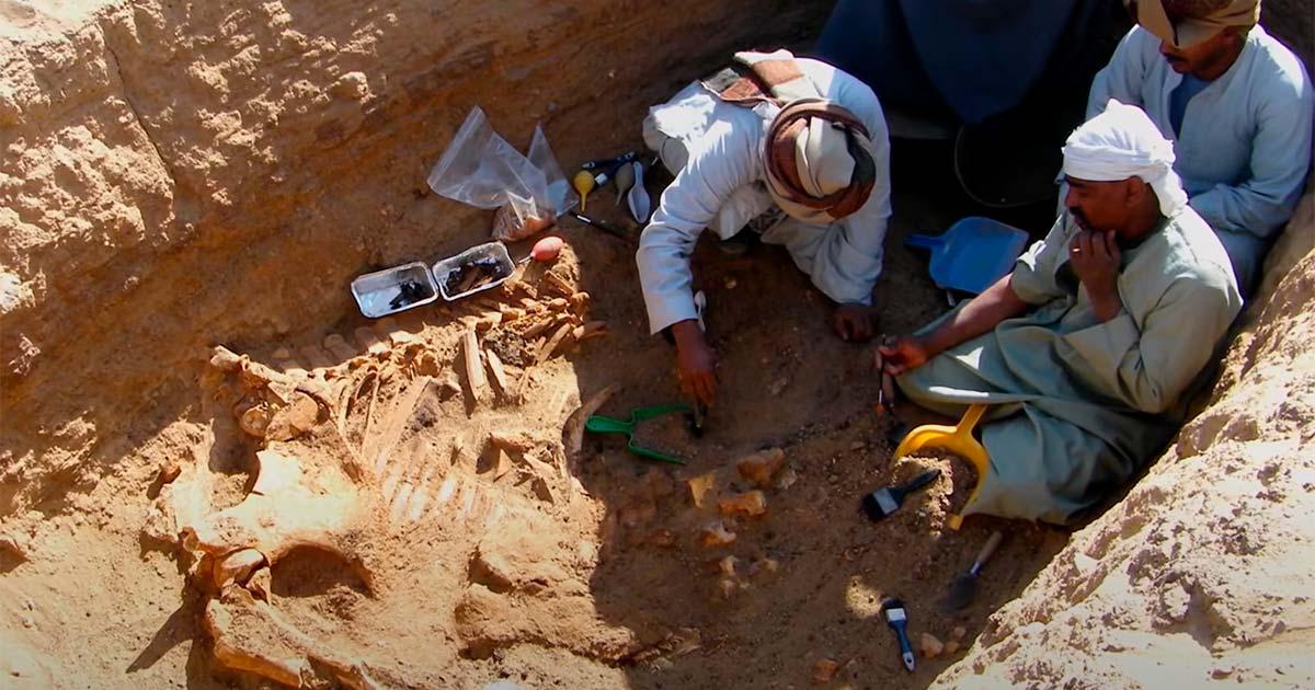 Was This Ancient Egyptian Site The World's First Zoo? (Video) | Ancient ...