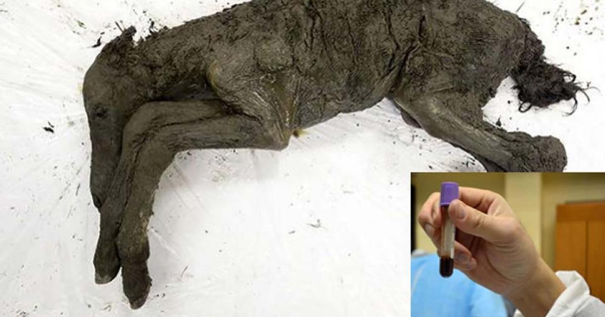 Liquid Blood Extracted from 42,000-Year-Old Extinct Horse Sparks ...