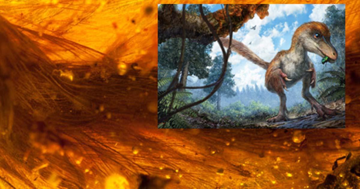 World First as Feathered Dinosaur Tail is Found Preserved in Amber ...