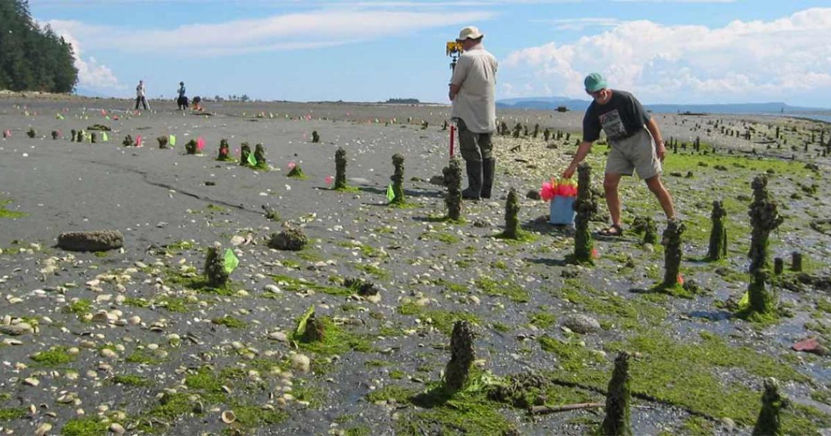 First Nation K’ómoks Advanced Fishing Traps Revealed in British ...