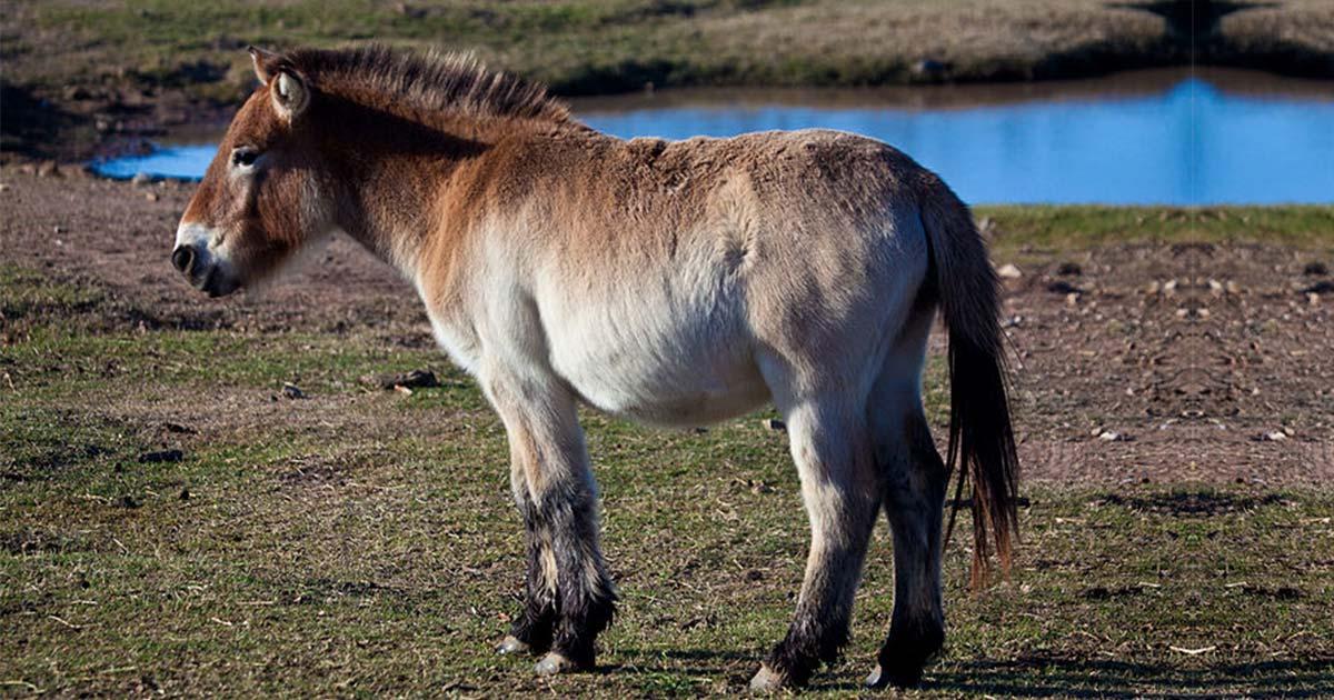 The American Scientists Bringing Animals Back From Extinction (Video ...