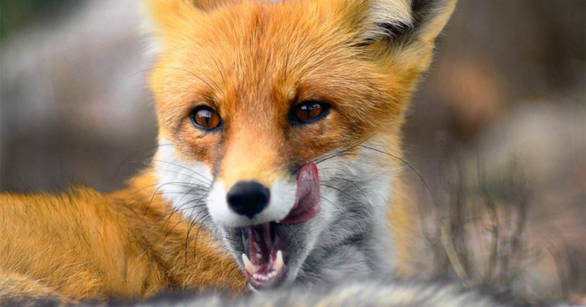 Ice Age Foxes Feasted On Our Reindeer Meat Leftovers | Ancient Origins