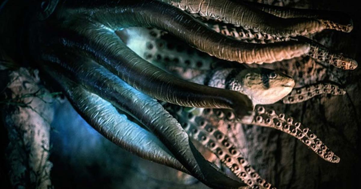 Are Fossils Linked to the Legendary Kraken Enough to Prove its ...