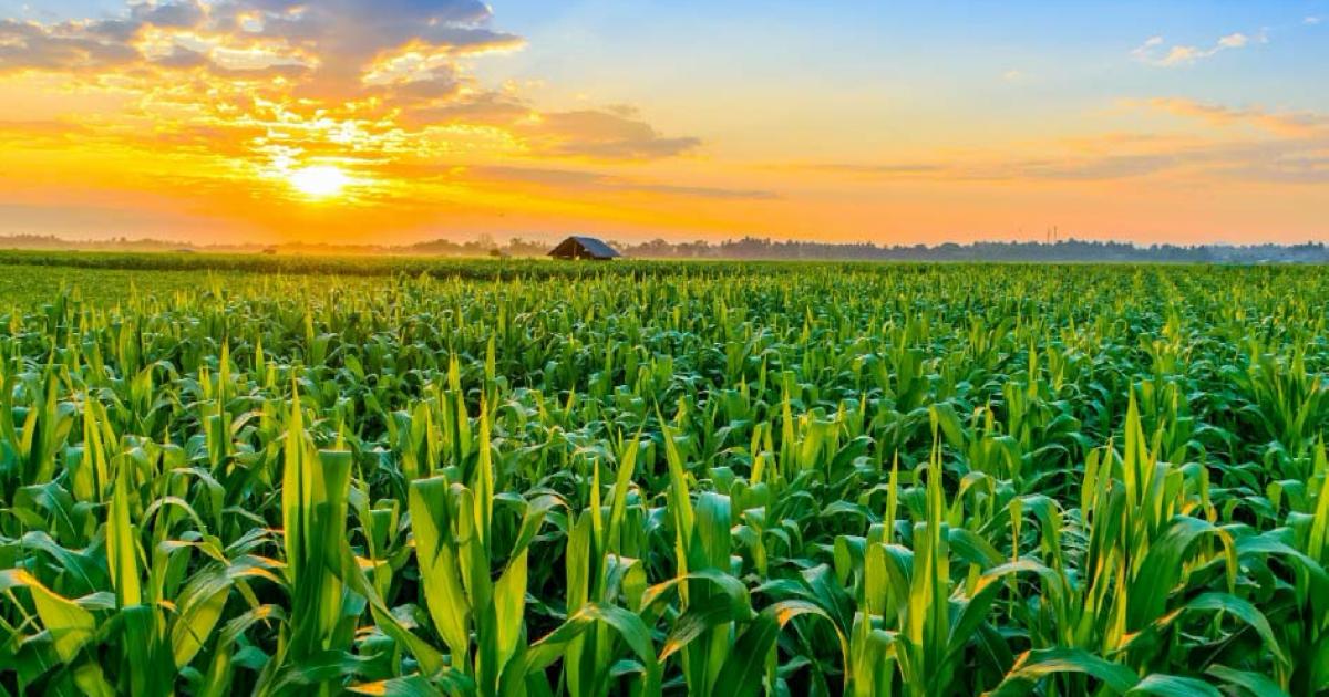 The Revival of Ancient Lost Crops Reveals Surprising Results | Ancient ...