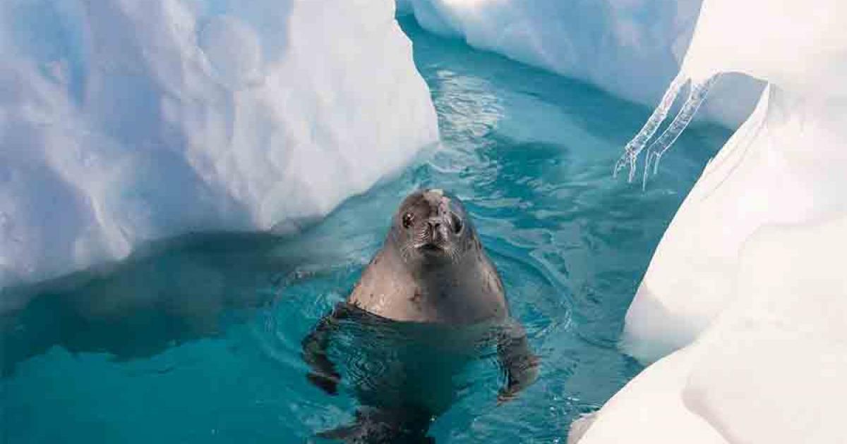 Maoris Credited With First Discovery of Antarctica in Latest Study ...