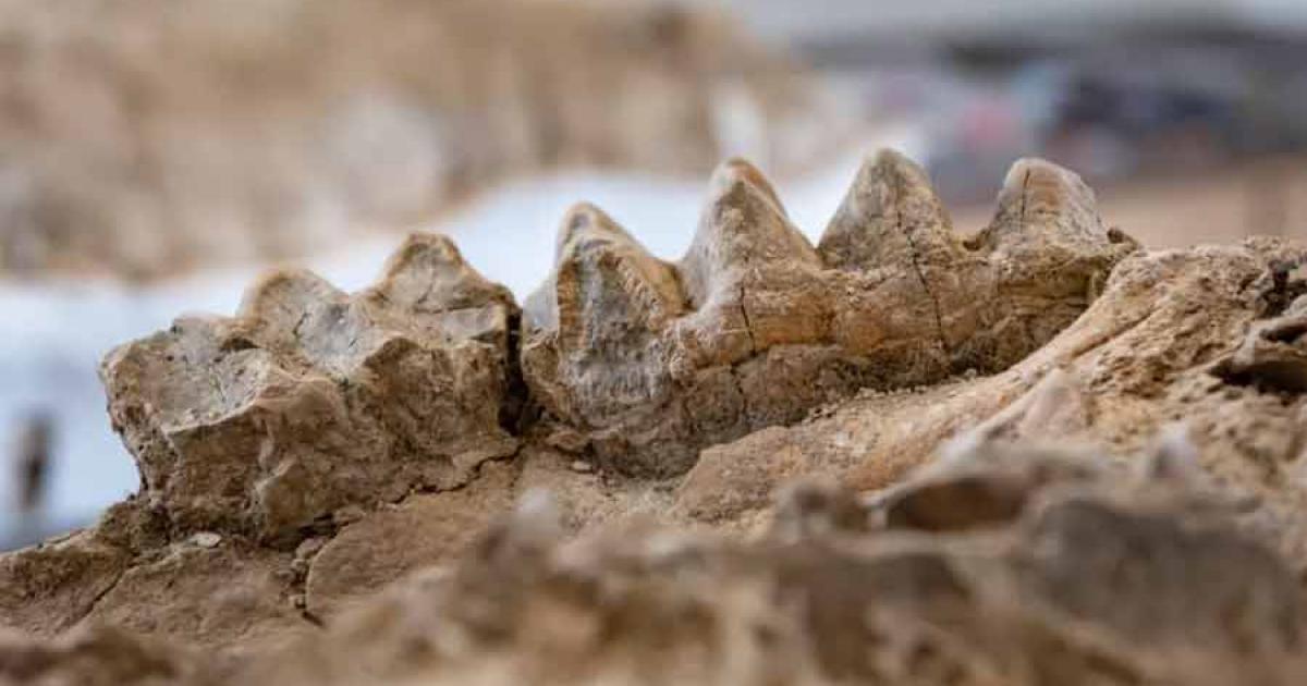 California Park Ranger Discovers Massive Cache of Miocene Epoch Fossils ...
