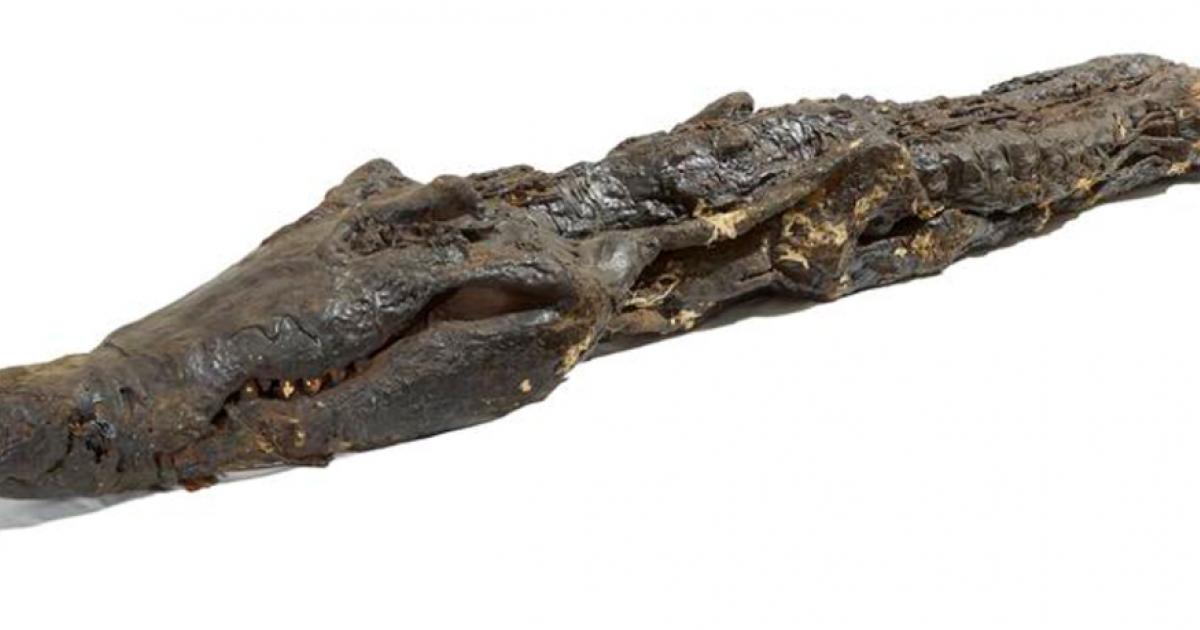 Preserving the Crocodile Mummy at The British Museum (Video) | Ancient ...