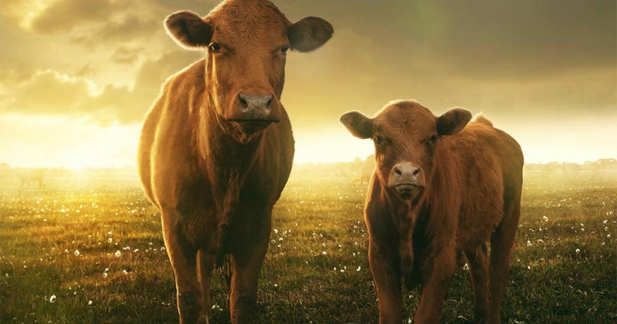Thirsty Brits Turned to Drinking Cow’s Milk 7,000 Years Ago | Ancient ...