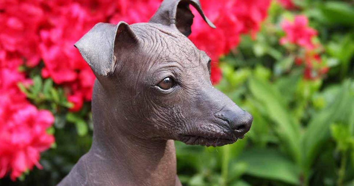Peruvian Hairless Dogs ‘As Important as Machu Picchu’ (Video) | Ancient ...