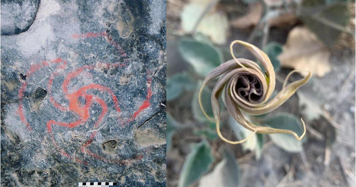 Magic Flowers of U.S. Dream Trippers Found at California’s Pinwheel ...