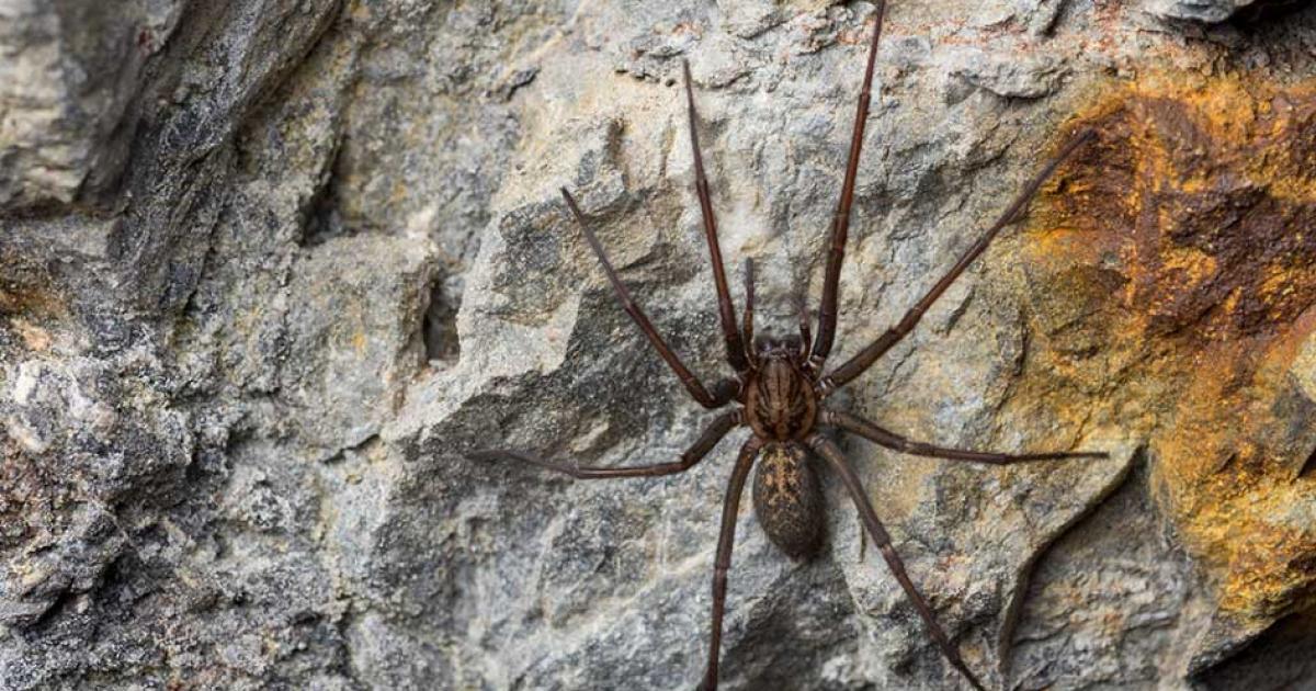 A Spider Had a Leading Role in the Story of Scottish Independence ...