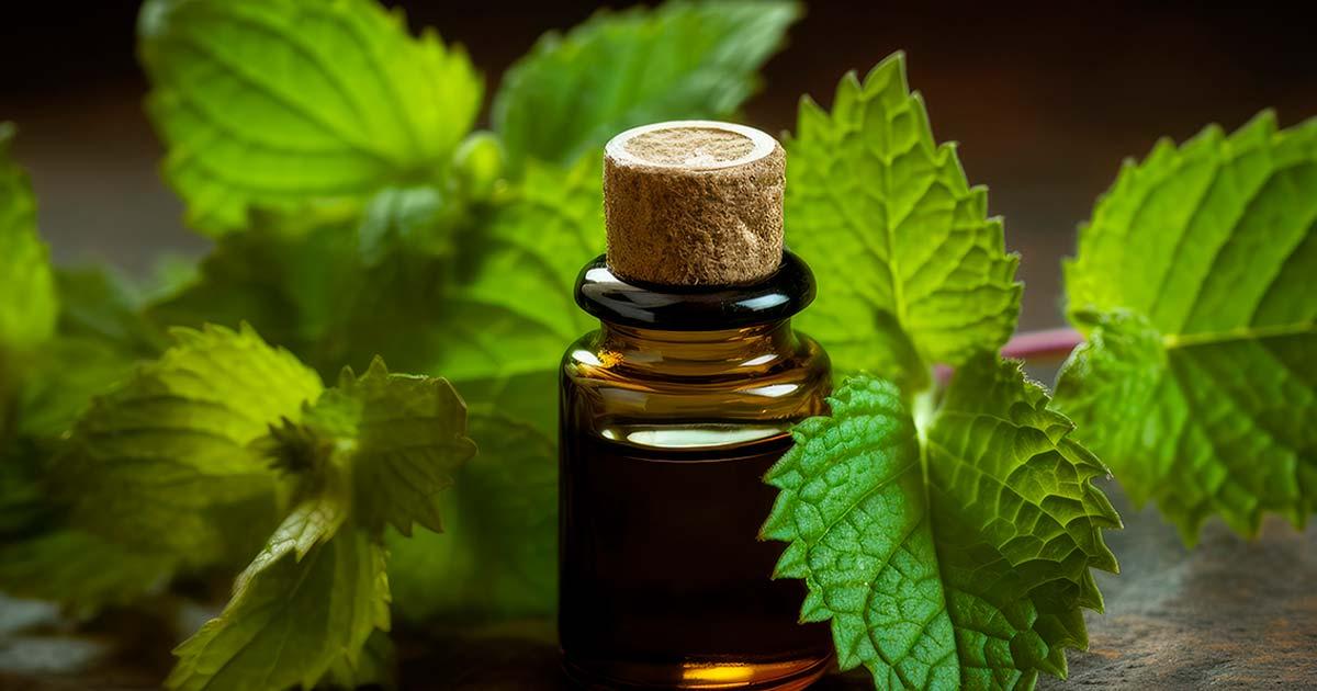 The Scent of Patchouli Perfume Filled the Air in the Roman Empire ...