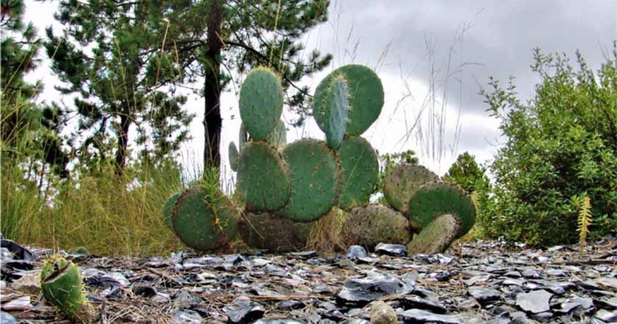 Over 500 Pre-Hispanic Obsidian Mine Shafts Uncovered in Central Mexico ...