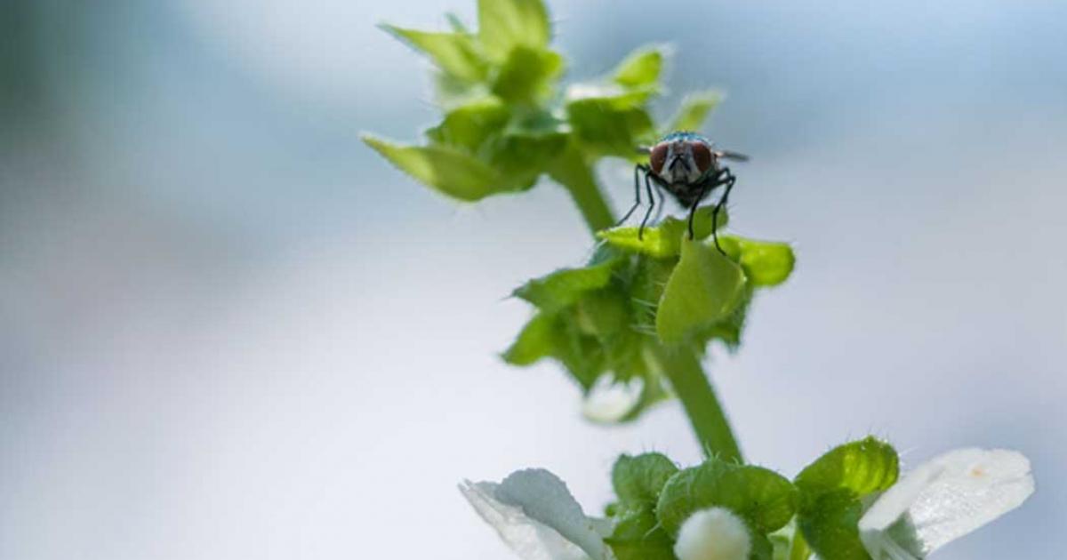 Sacred Plant of Eternal Love and Healing: The Mythology and Magic of ...