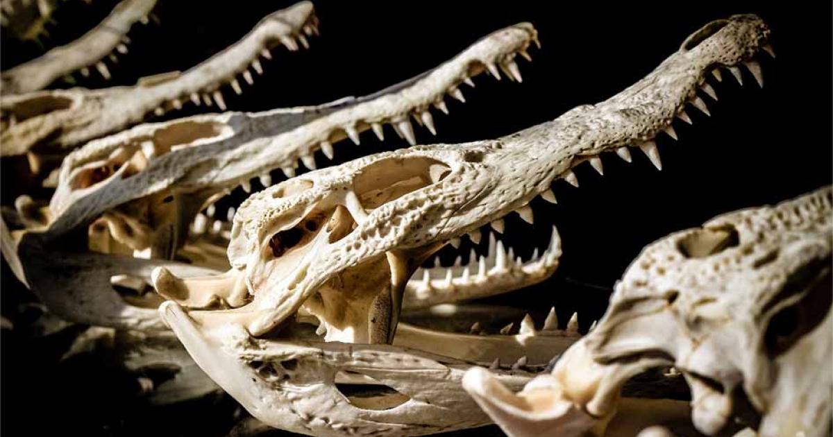 Nine Crocodile Heads Found in Ancient Egyptian Tombs a “First of Its ...
