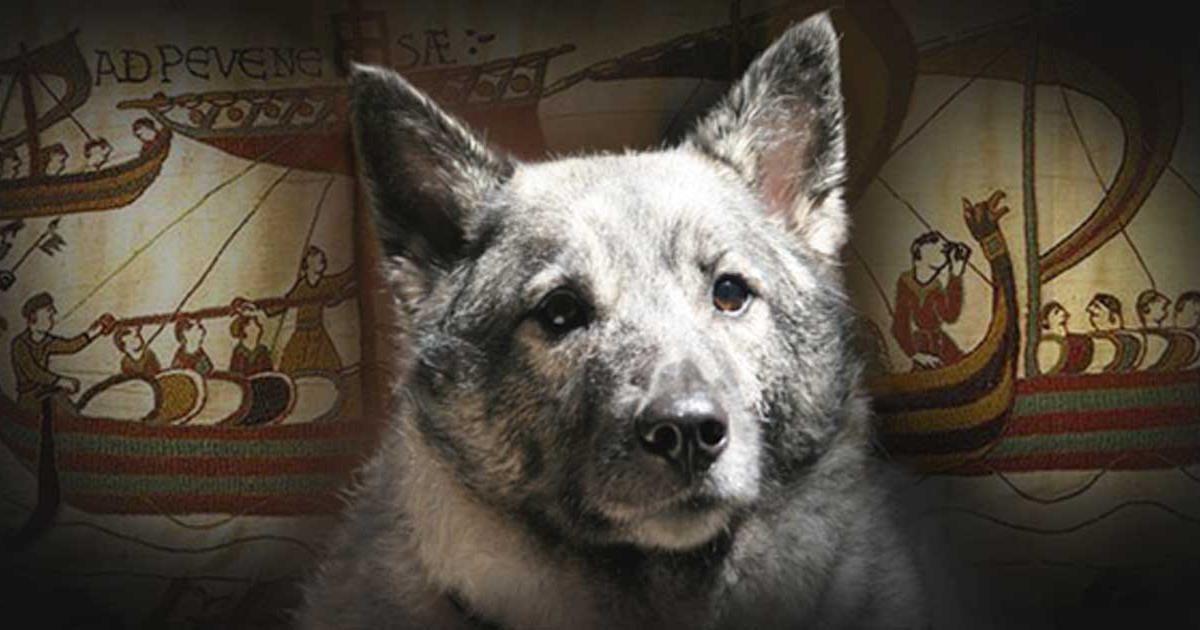Viking Dogs Followed Their Masters to Valhalla | Ancient Origins