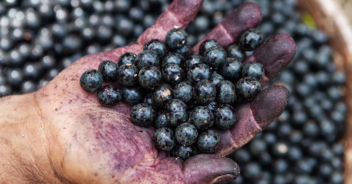Acai Berries: Uncovering a Historic Amazonian Nutritional Powerhouse ...