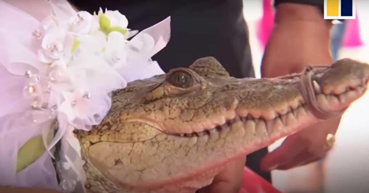 Mexican Mayor Weds Alligator in Colorful Ancient Indigenous Ceremony ...