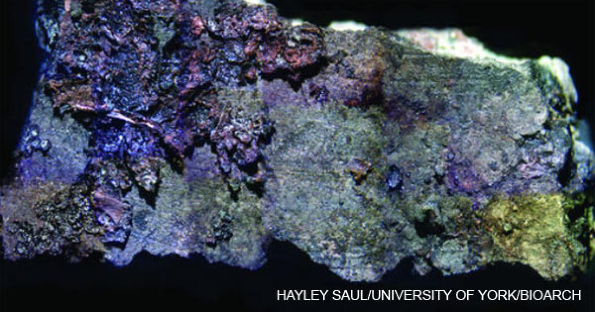 Prehistoric Humans Spiced Up Their Food | Ancient Origins