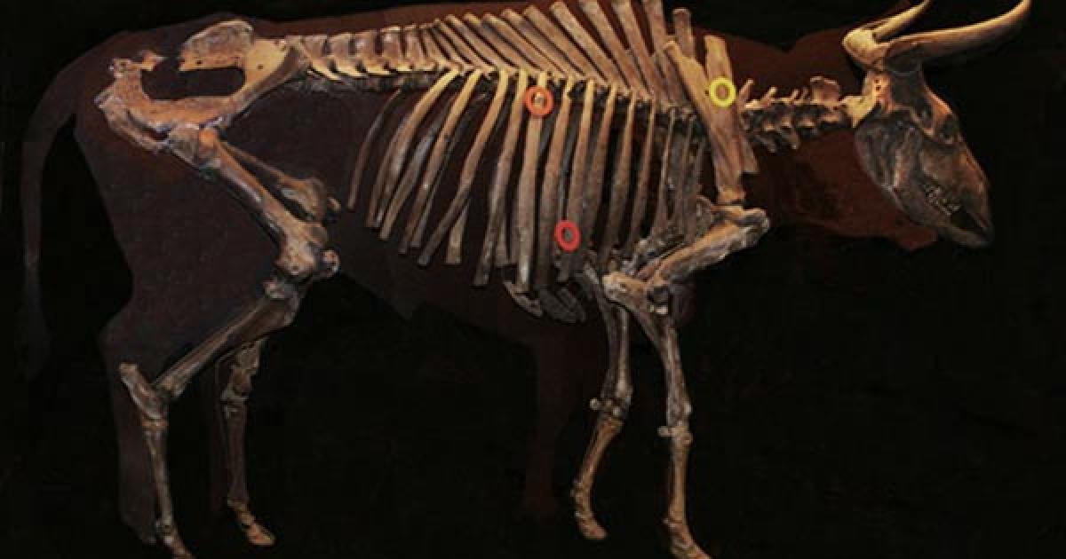 Enormous auroch skeleton found at Ness of Brodgar Neolithic site ...