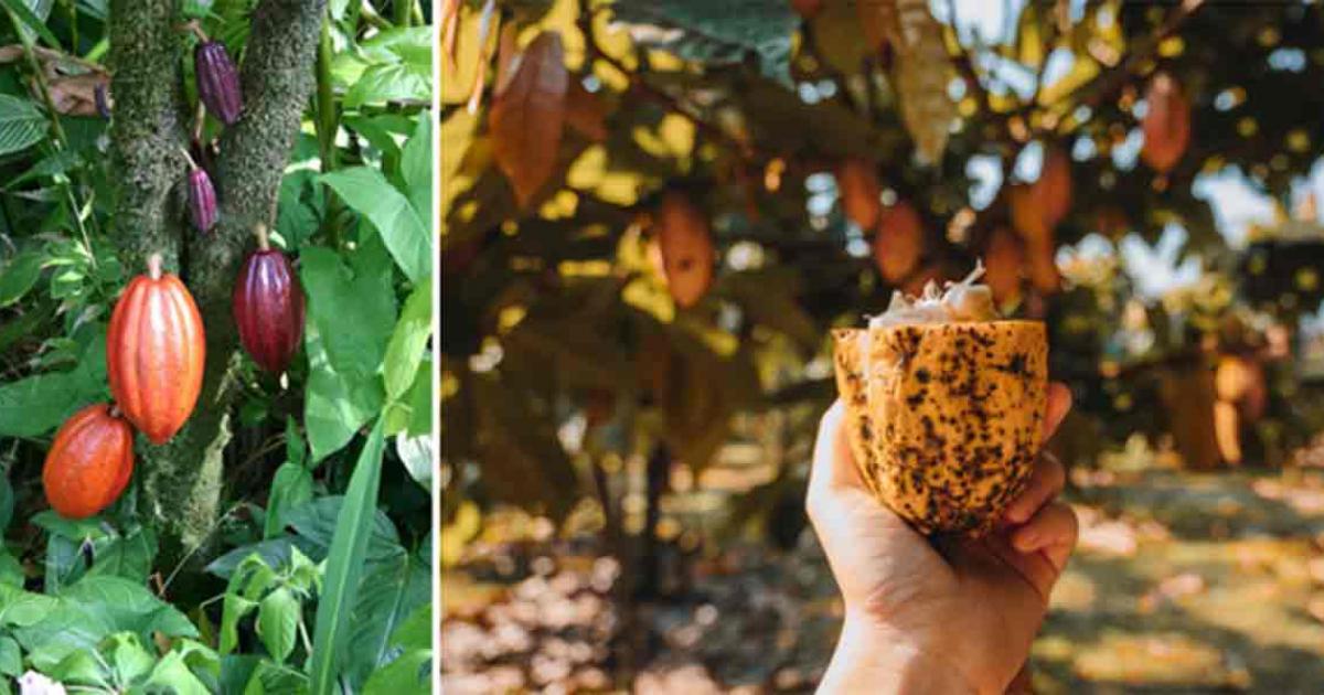 Scientists Map the Genetic Evolution of Cacao to Chocolate | Ancient ...