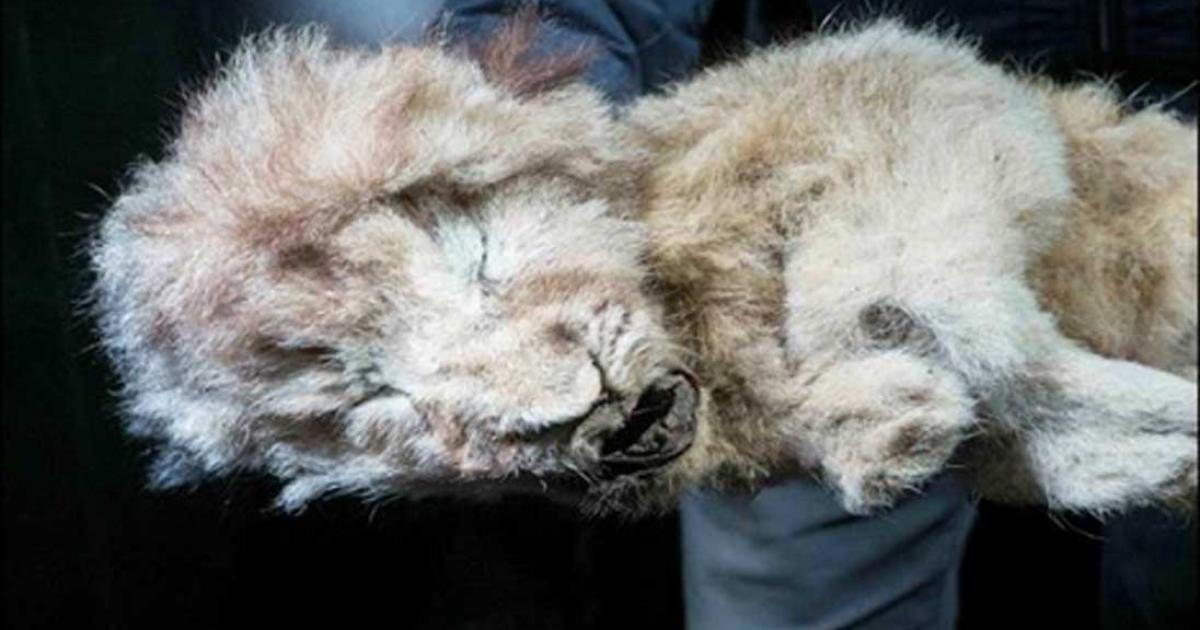 Uniquely Preserved Cave Lion Cubs: Stunning Photos and Secrets Revealed ...