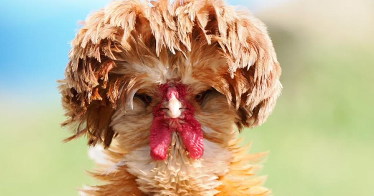 Before Chicken Domestication, The 'Exotic' Birds Were Revered, Not ...