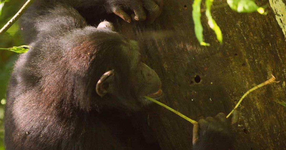 Study of Chimpanzee Tool Use Debunks “Chimps in Stone Age” Theory ...