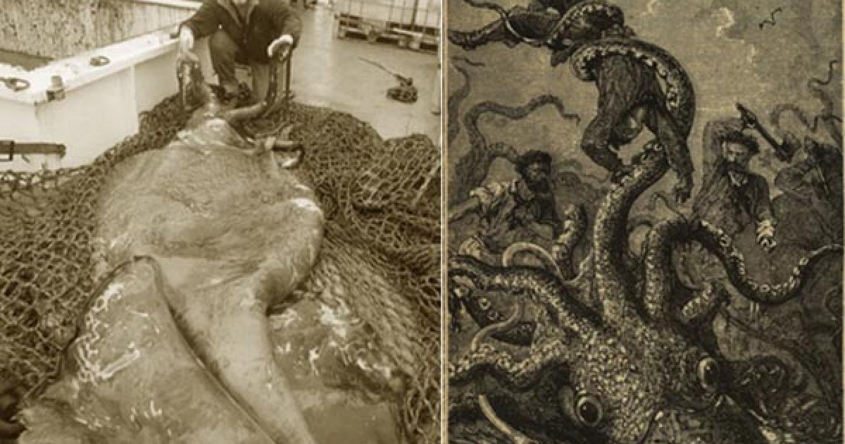 Is this the creature that inspired tales of the legendary Kraken ...