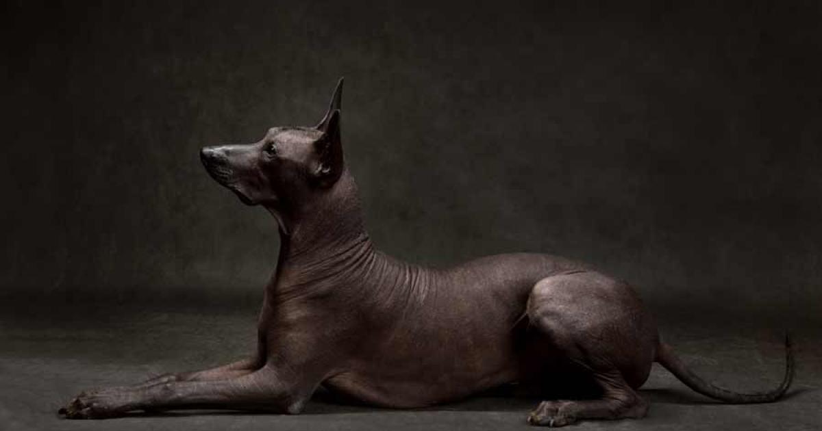 Anubis and Xolotl: The Remarkable Resemblance of the Death Dog Gods ...