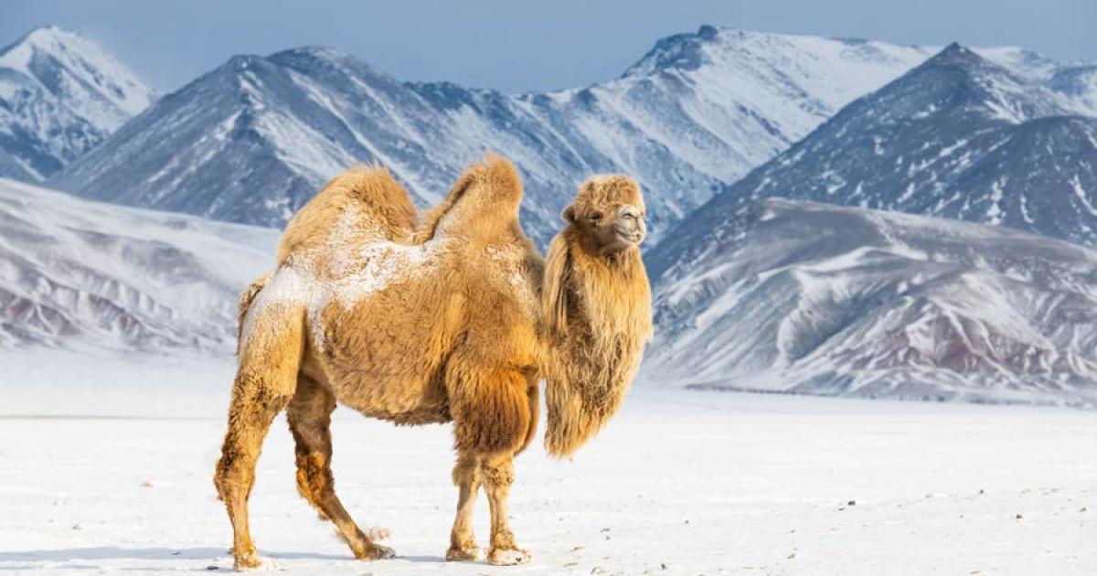 Mongolian Giant Camels and Hominins Coexisted 27,000 Years Ago ...
