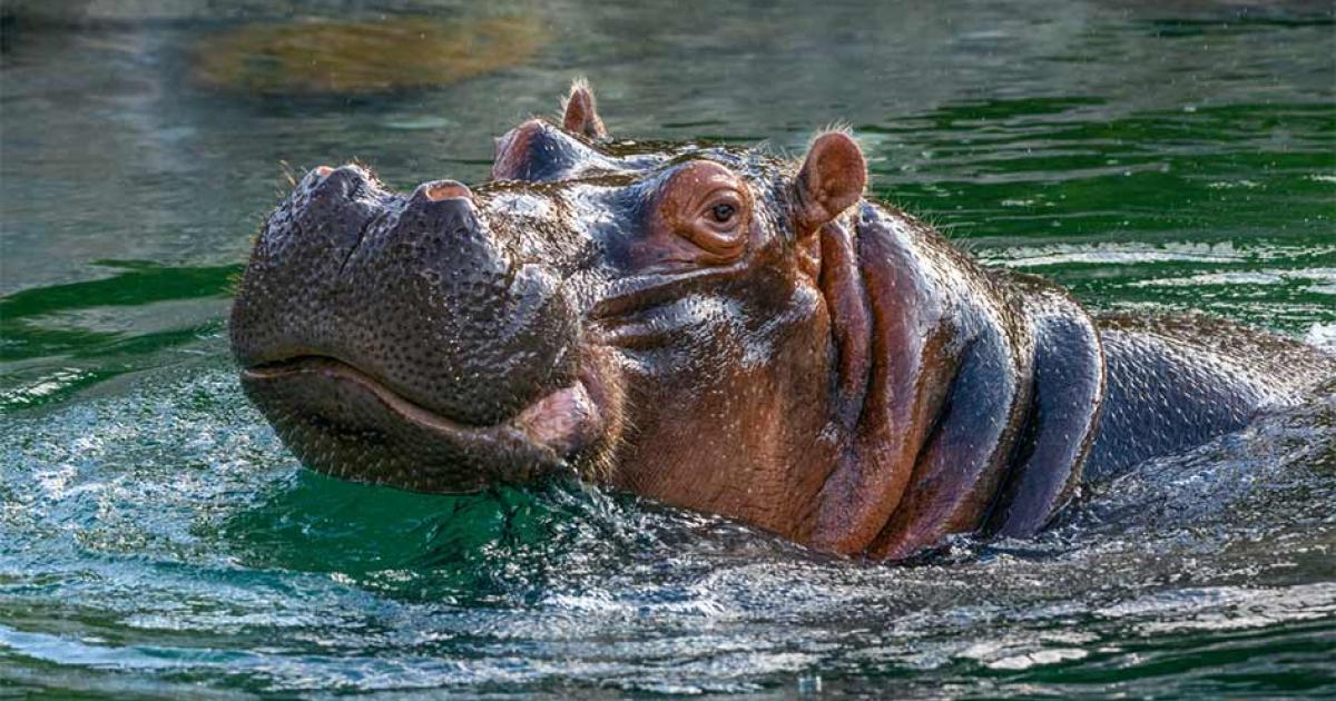 Discovery of Tooth Reveals When Giant Hippos Roamed Britain | Ancient ...