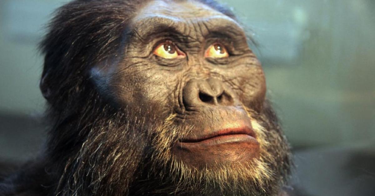 Lucy Wasn’t As Smart As Today’s Great Apes | Ancient Origins