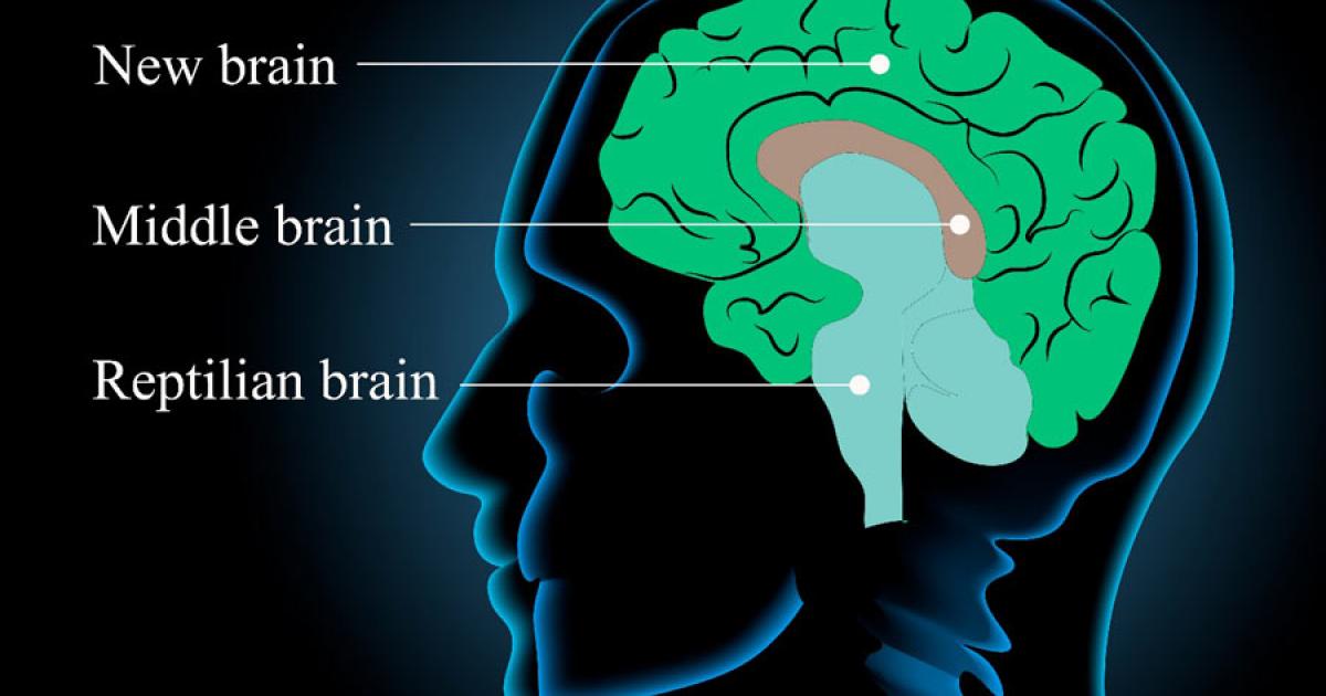 Three Thousand Years Ago Human Brain Size Decreased, Says Study ...