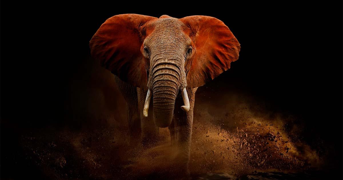 Blood-Stained Ivory: The Dark History of the Trade in Elephant Tusks ...
